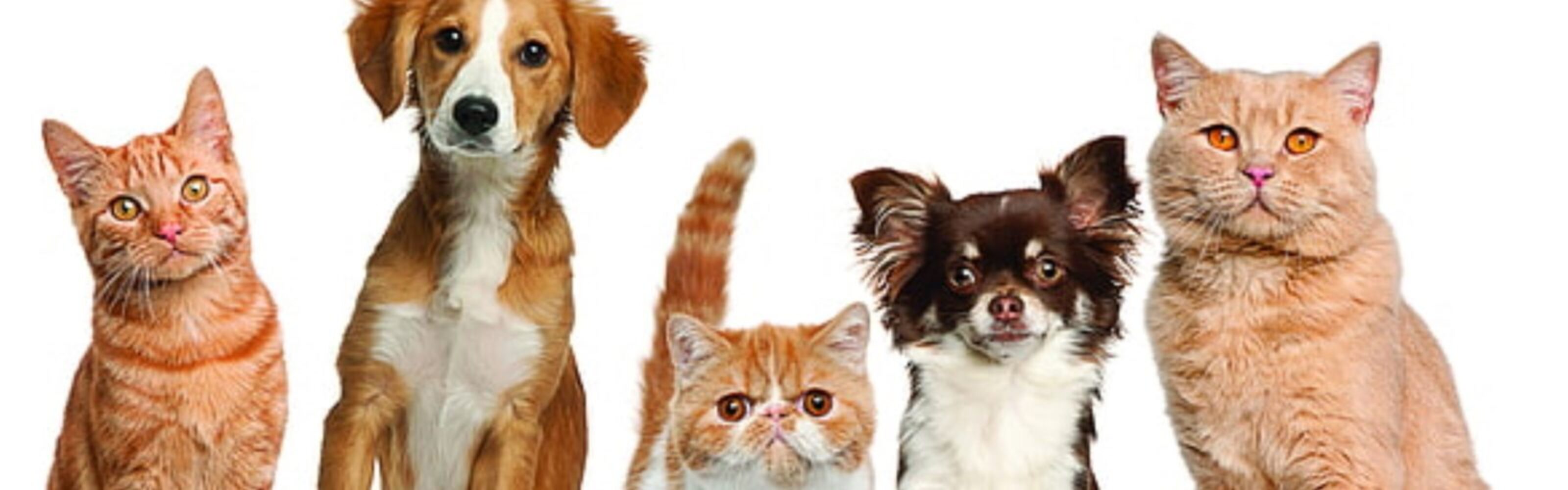 Animal Control | City of Tacoma