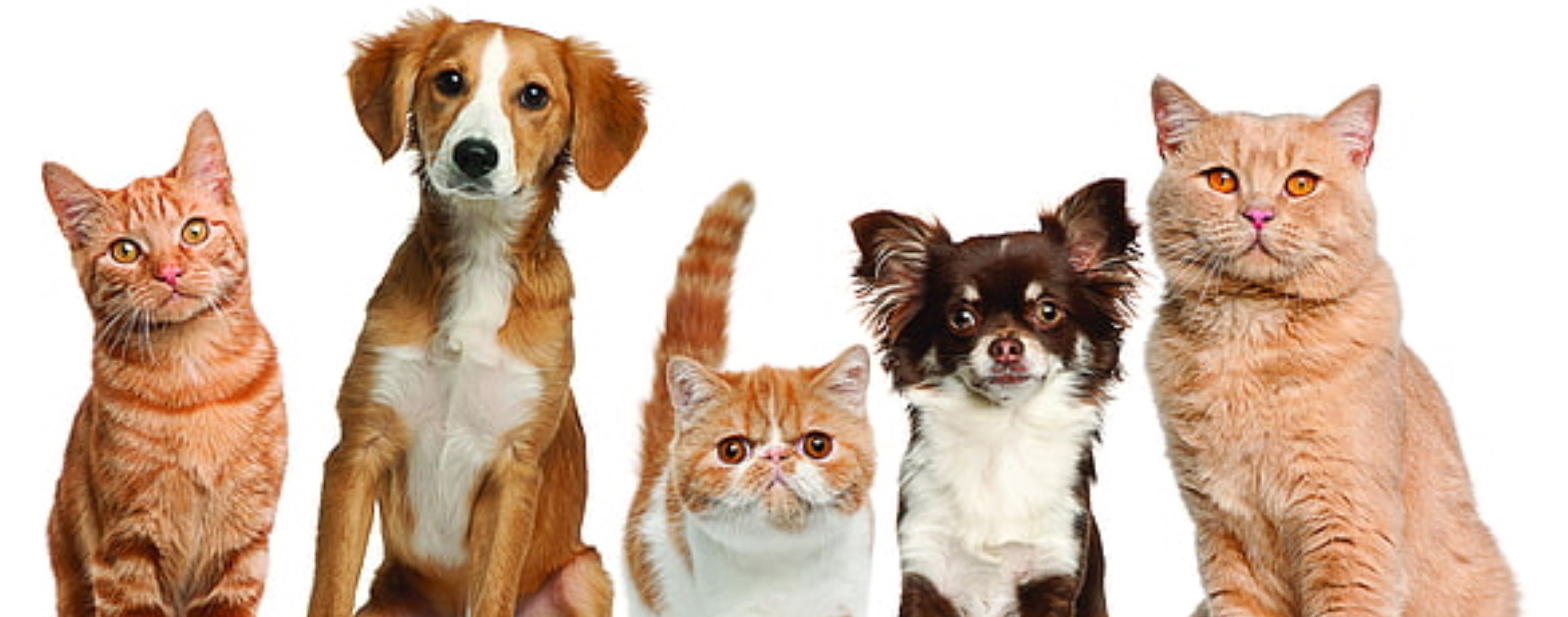 Lost Animals | City of Tacoma