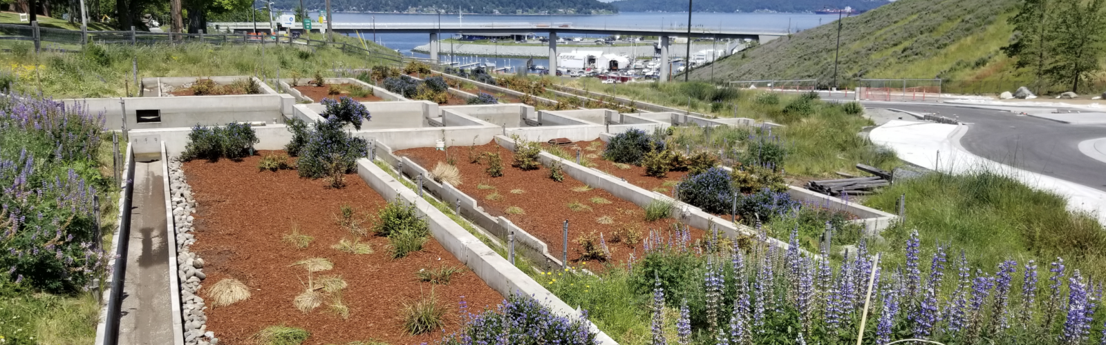 Green Stormwater Infrastructure (GSI) | City of Tacoma