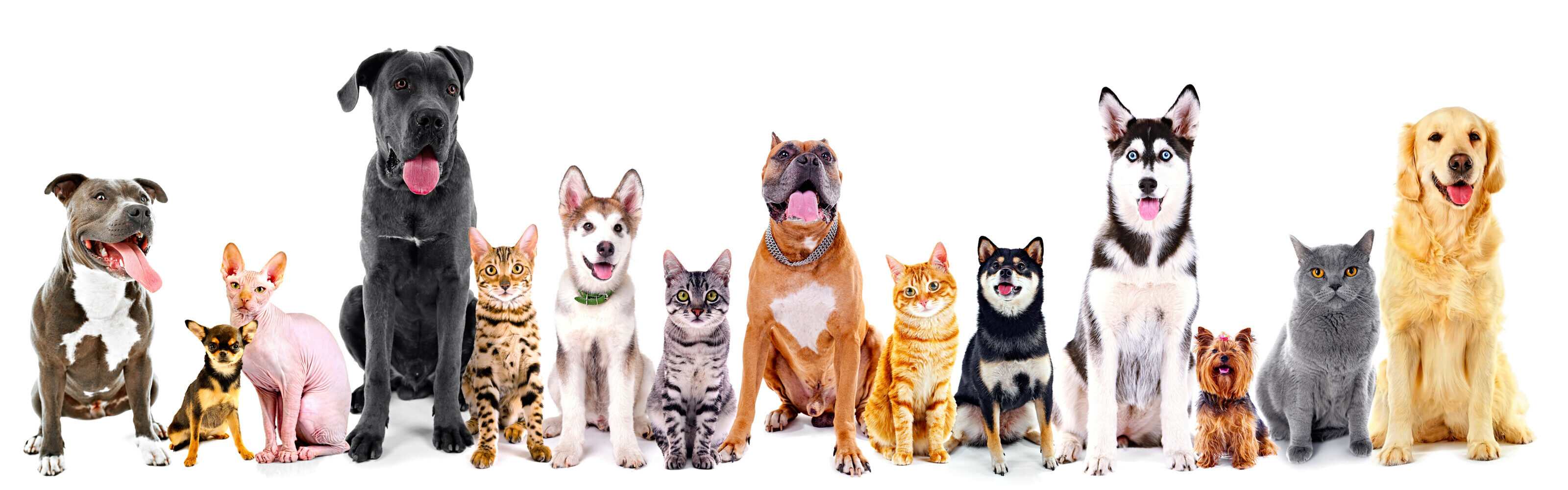 Animal Licensing & Control | City of Tacoma