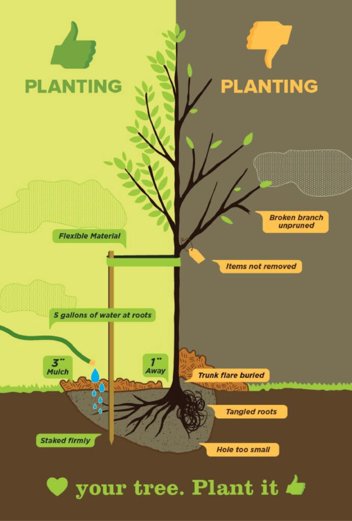 Tree Care & Planting Resources | City of Tacoma