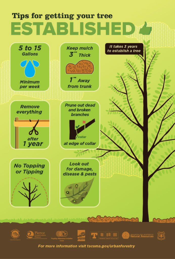 Tree Care & Planting Resources | City of Tacoma