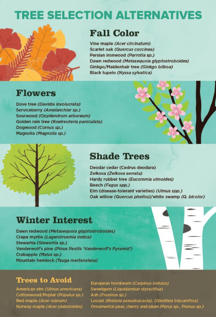 Tree Care & Planting Resources | City of Tacoma